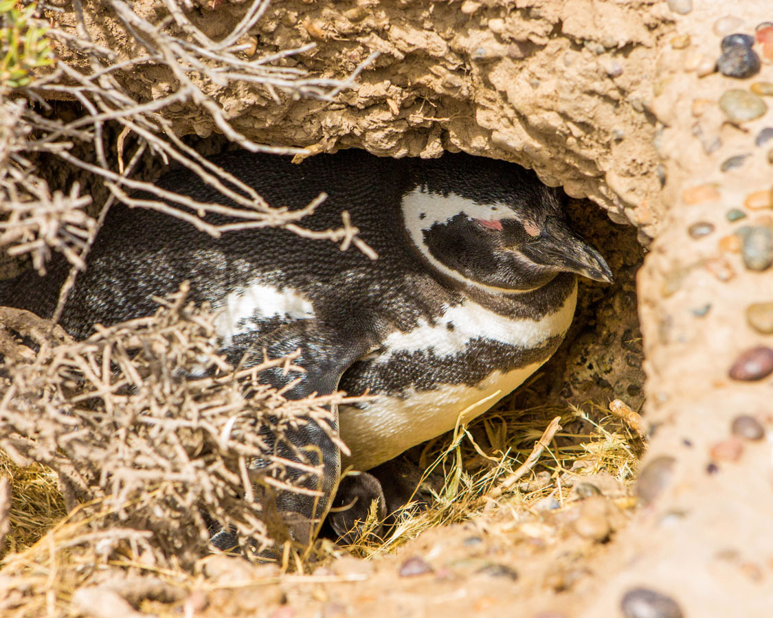 Visiting Penguins in Punta Tombo Argentina with Kids - Wandering Wagars