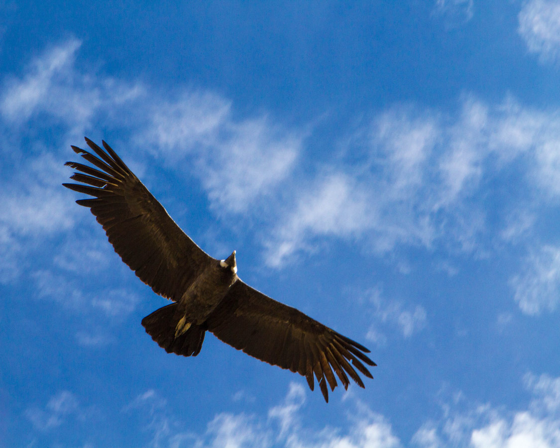 Viewing the Andean Condors in Colca Canyon with Kids - Wandering Wagars